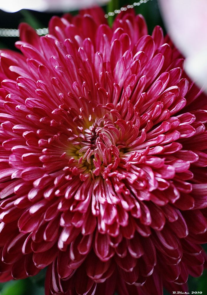 Astern in Rot Foto & Bild | pflanzen, pilze & flechten, blüten ...