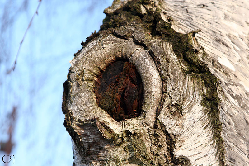 Astloch Foto & Bild | pflanzen, pilze & flechten, bäume, natur Bilder ...