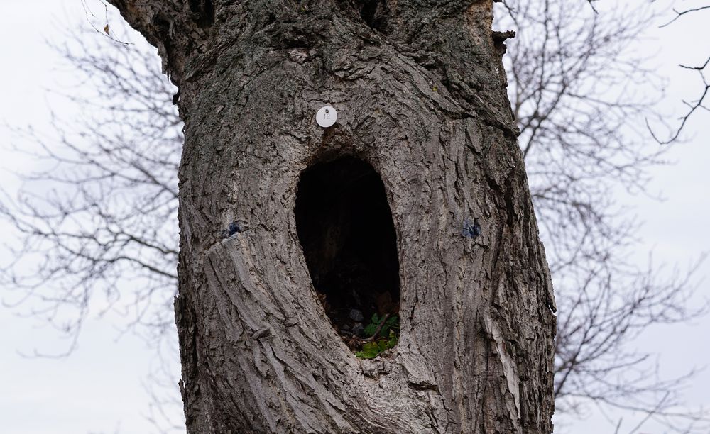 Astloch Nr.12 Foto & Bild | fotos, street, outdoor Bilder auf fotocommunity