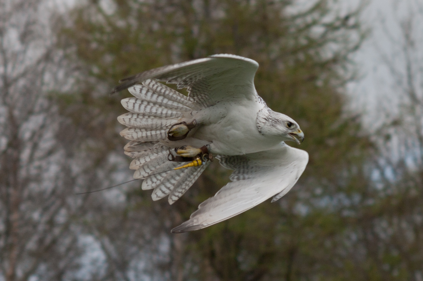 Astore Bianco Foto % Immagini| animali, zoo e allevamenti, falconeria ...