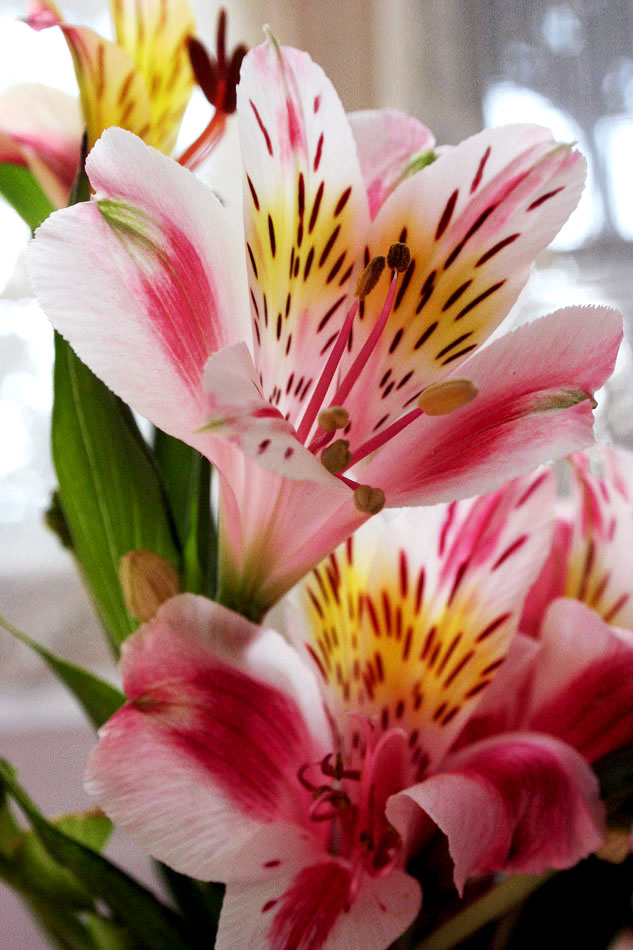 Astromelias Imagen & Foto | plantas, flores, naturaleza Fotos de ...