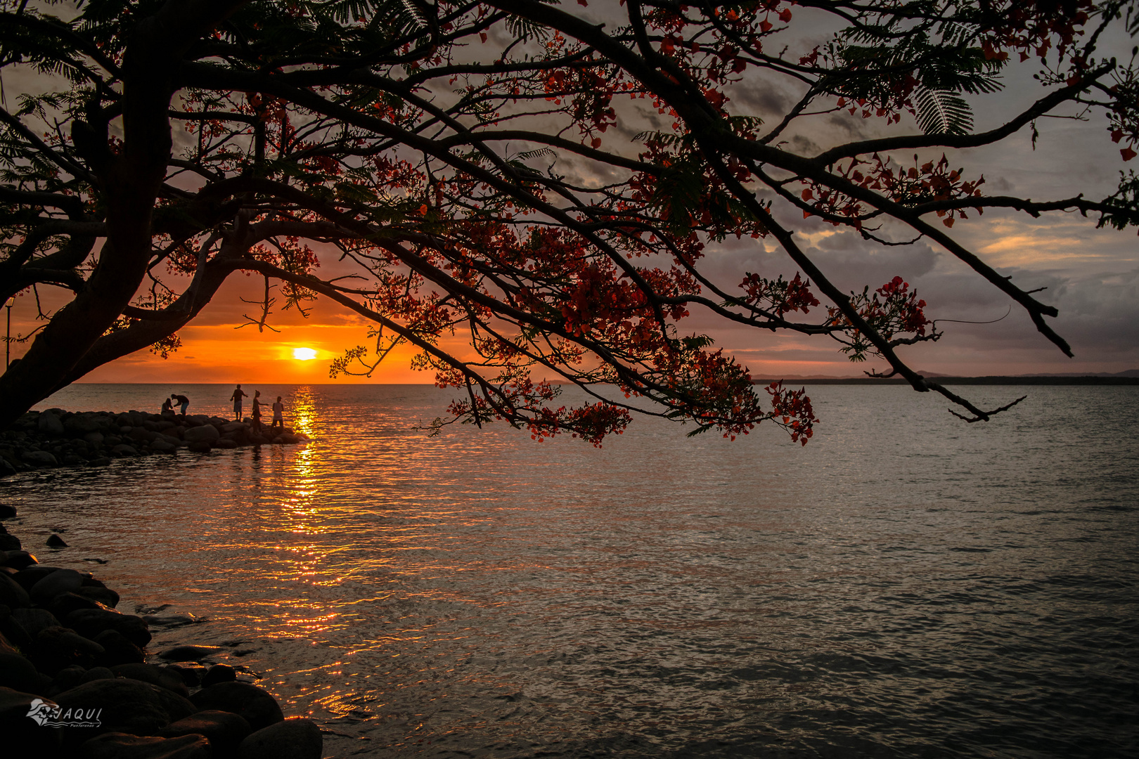 Flores Atardecer Paisaje Hermosas Flores De La Naturaleza. Paisaje