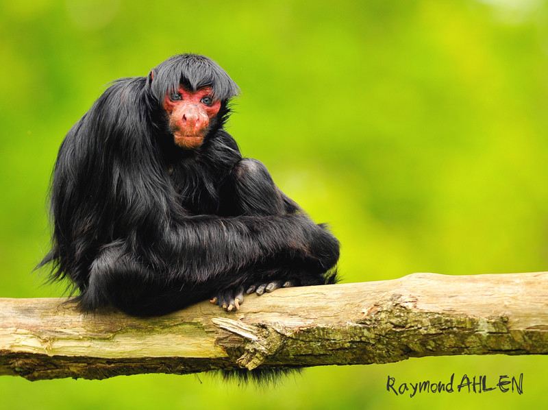 Atèle à face rouge photo et image | animaux, animaux sauvages, bovidés ...