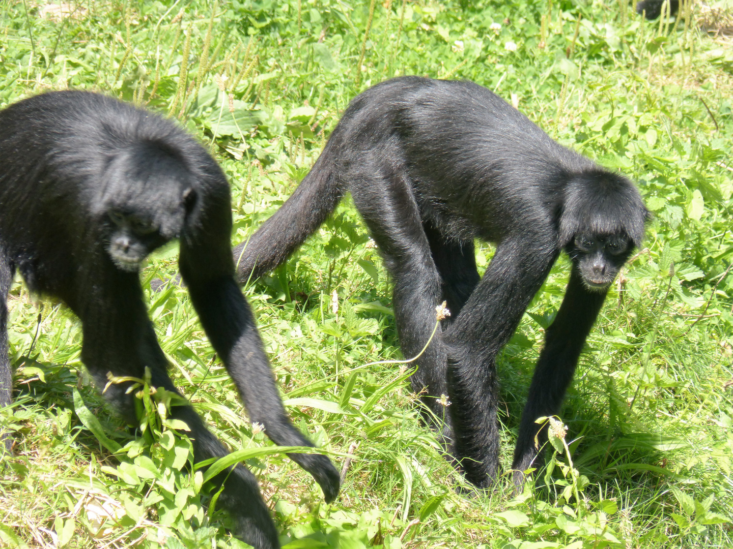Atèle à tête brune photo et image | animaux, zoo et animaux en ...