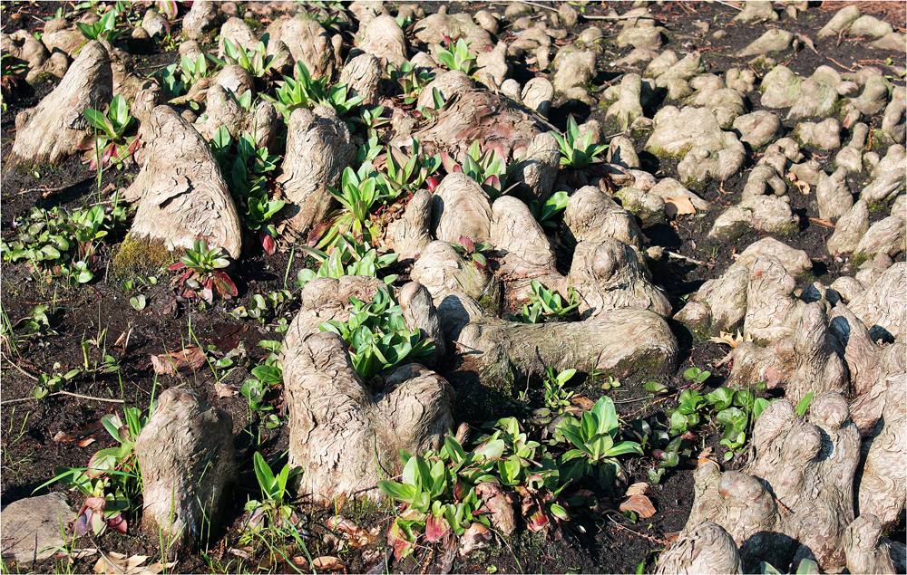 " Atemwurzeln " Foto & Bild | landschaft, lebensräume, natur Bilder auf ...