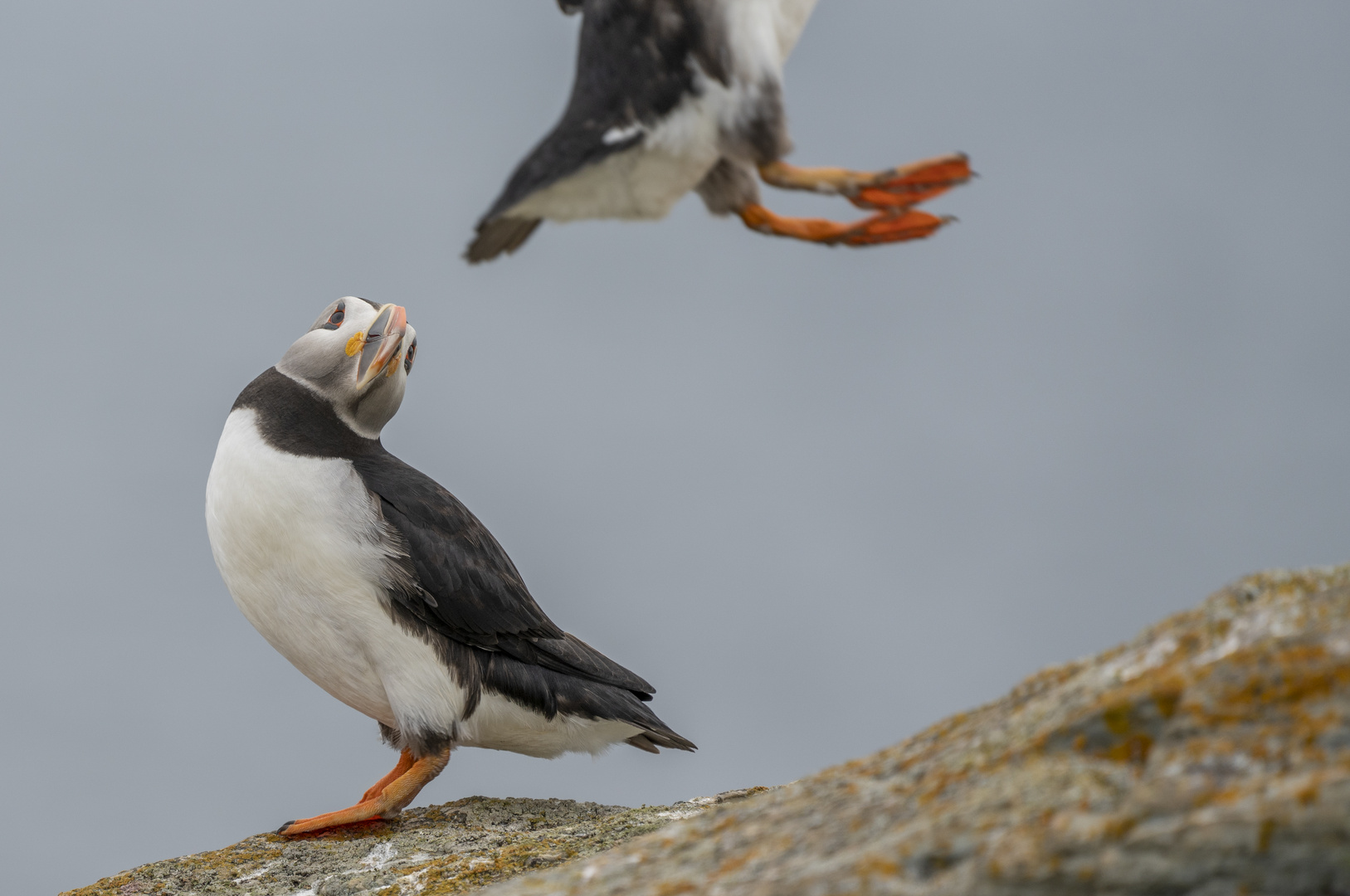 Atlantic Puffin Foto & Bild | tiere, wildlife, wild lebende vögel ...