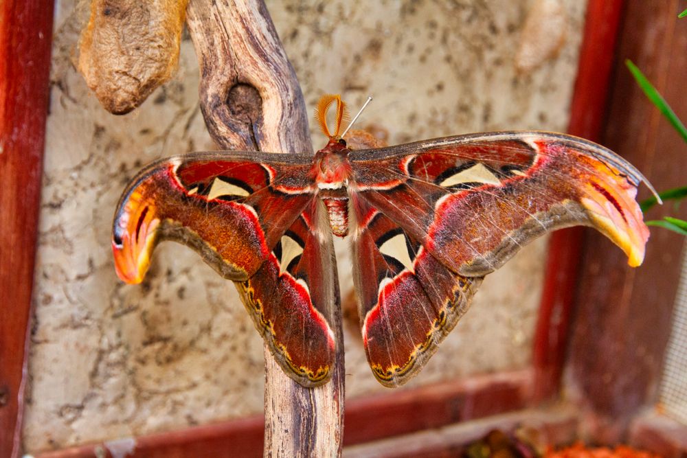 Atlas-Spinner Foto & Bild | tiere, zoo, wildpark & falknerei, insekten ...