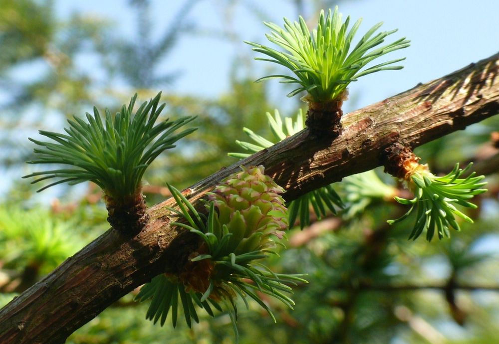 Atlas-Zeder "im Frühlingskleid" Foto & Bild | baum, frühling, natur ...