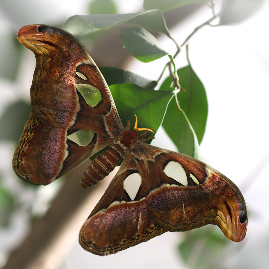 Atlasspinner Foto & Bild | tiere, zoo, wildpark & falknerei, insekten ...