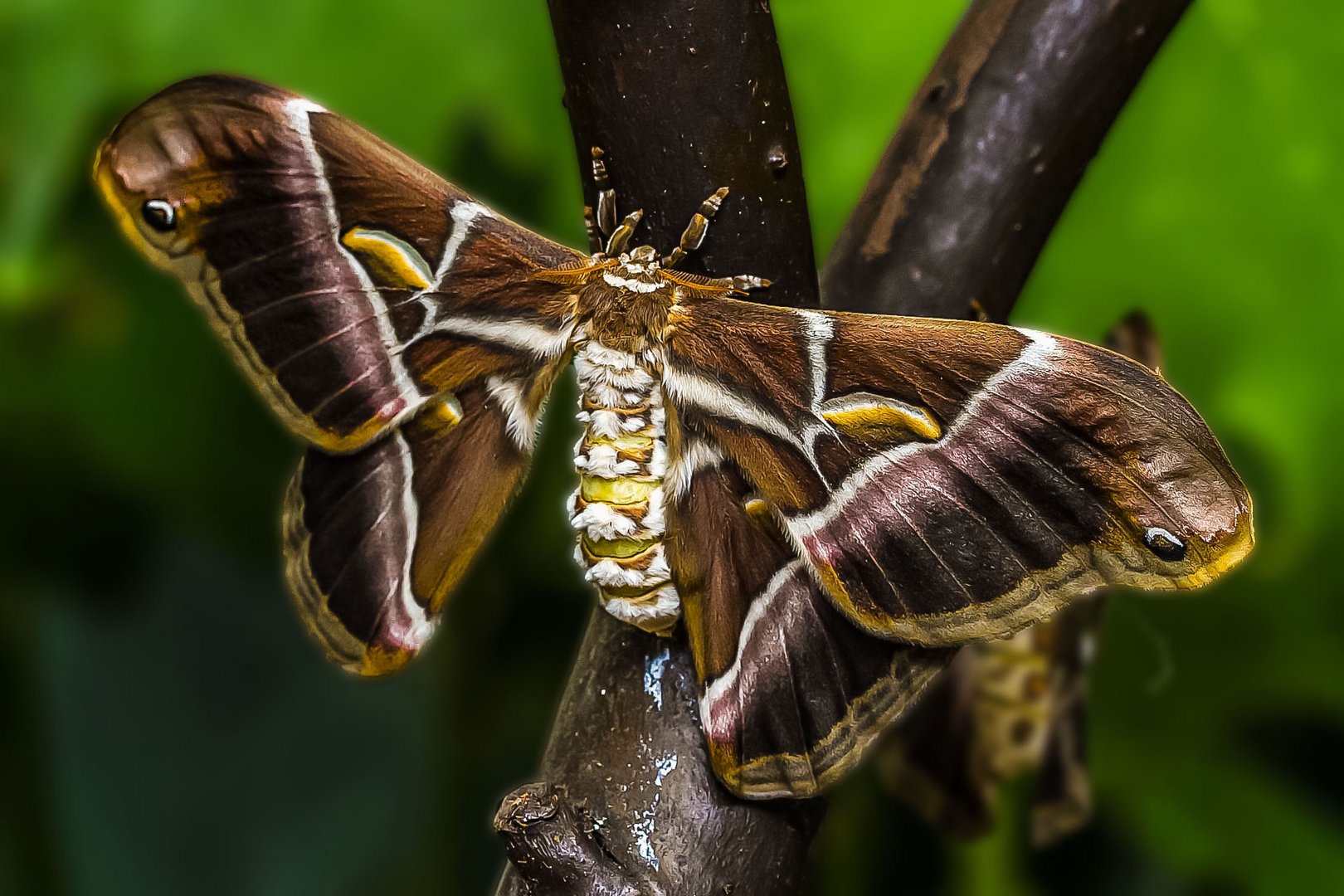 ATLASSPINNER Foto & Bild | natur, insekten, schmetterlinge Bilder auf ...