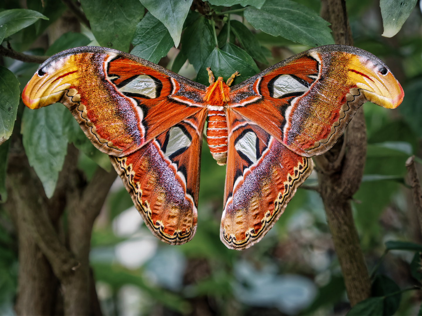 Atlasspinner Foto & Bild | tiere, zoo, wildpark & falknerei, insekten ...