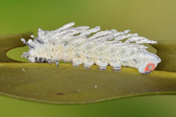 Entwicklungsstadien der Insekten Bilder & Fotos