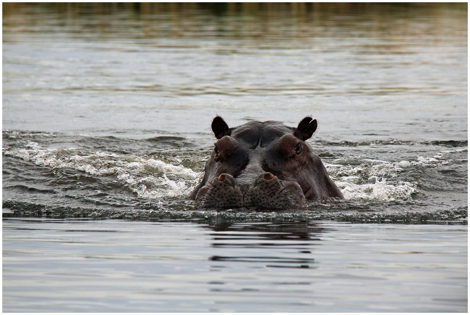 Attacke !!..... Foto & Bild | world, afrika, africa Bilder auf ...