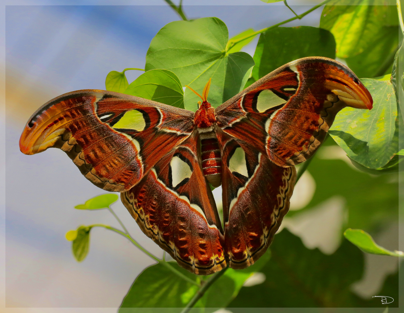 Attacus atlas Foto & Bild | natur, insekten, lebende Bilder auf ...