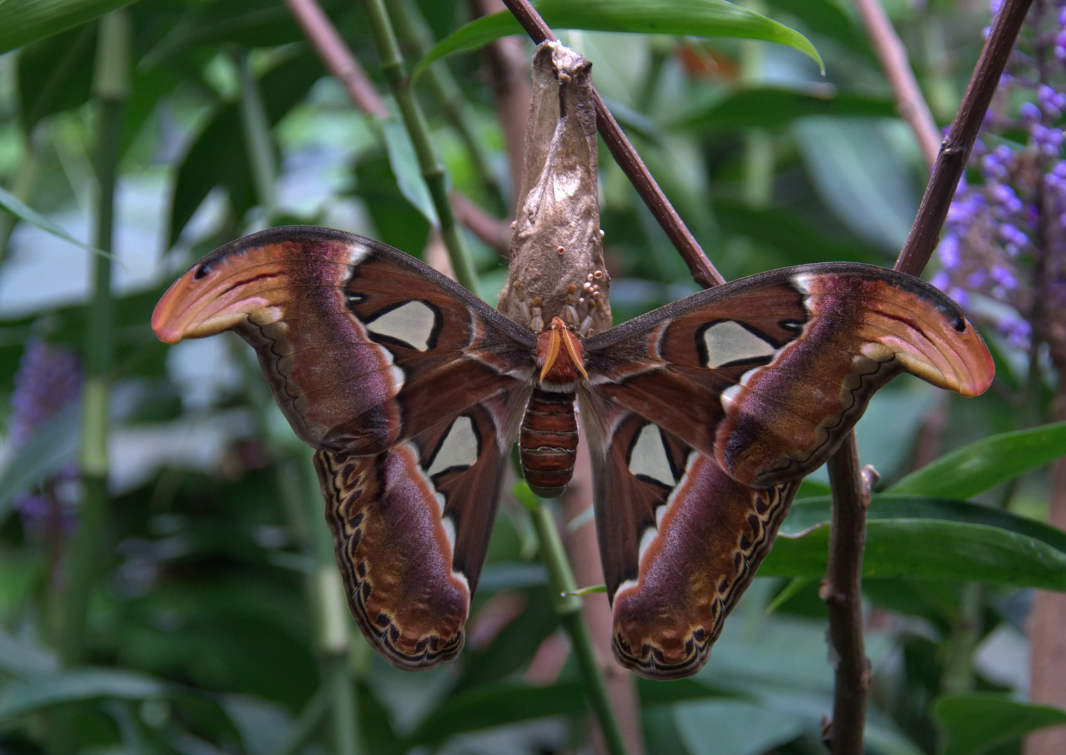 Attacus atlas Foto & Bild | tiere, zoo, wildpark & falknerei, insekten ...