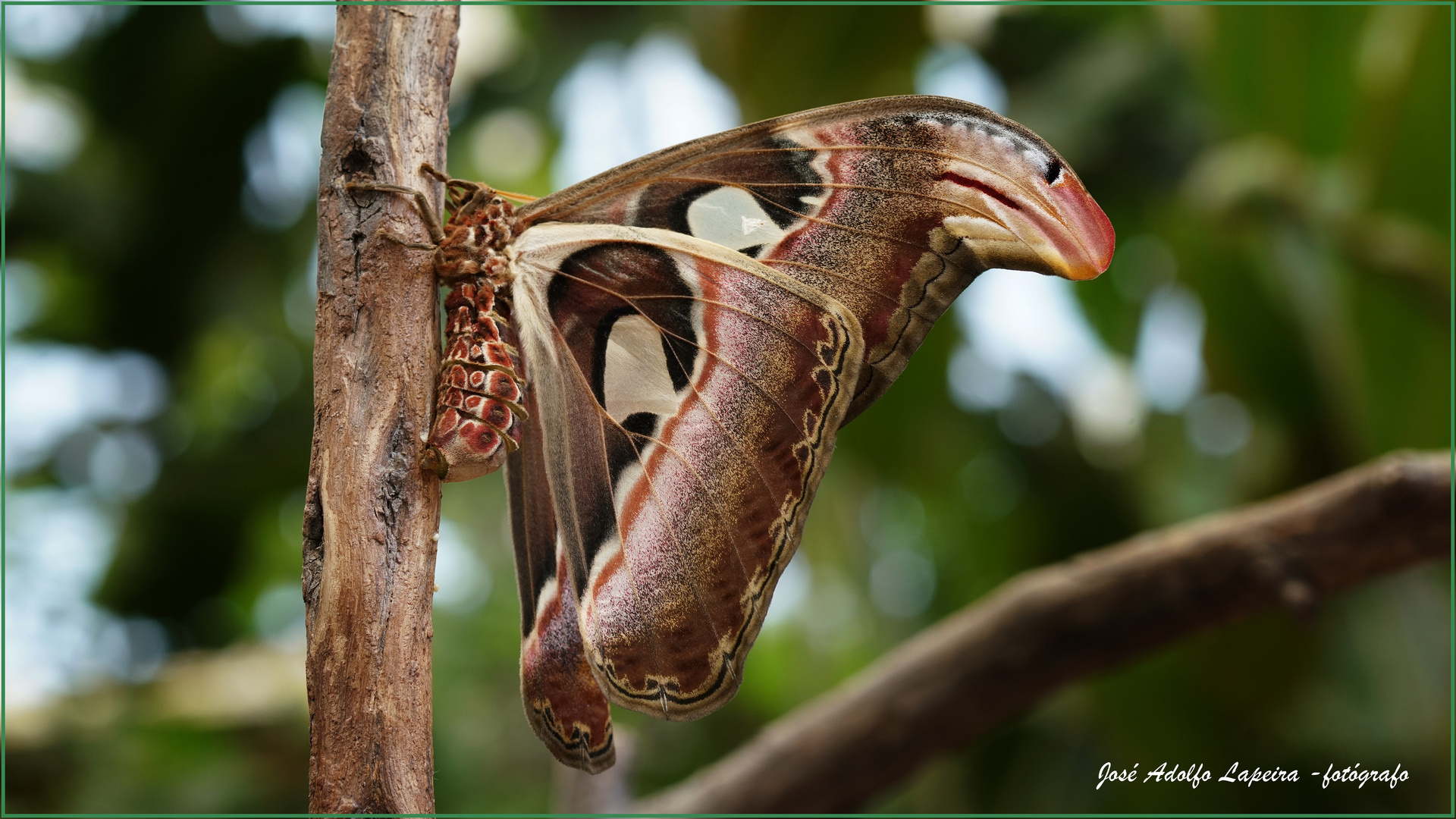 Attacus atlas Imagen & Foto | animales, naturaleza, mariposa Fotos de fotocommunity