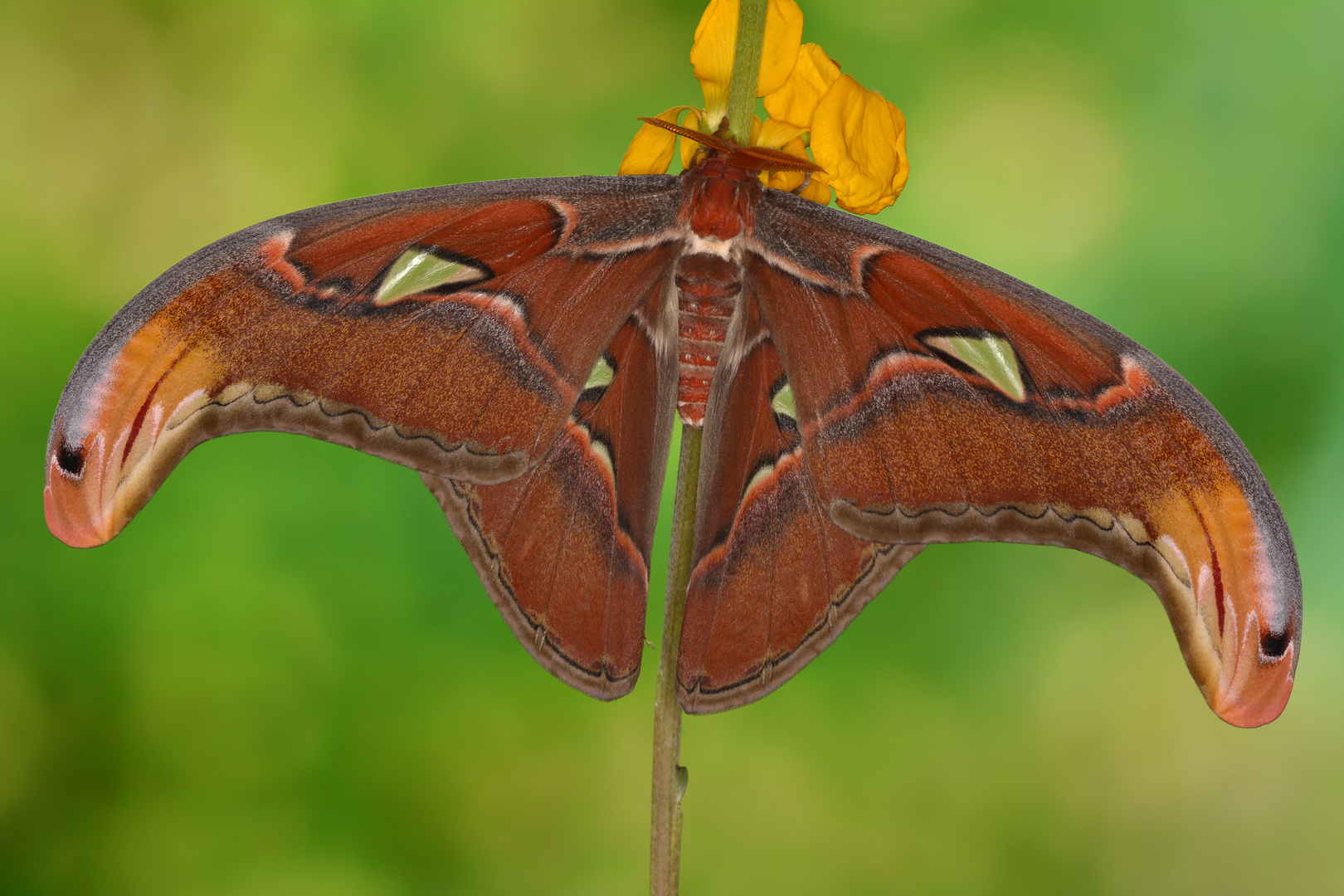 Attacus Atlas Männchen Foto & Bild | tiere, wildlife, schmetterlinge ...