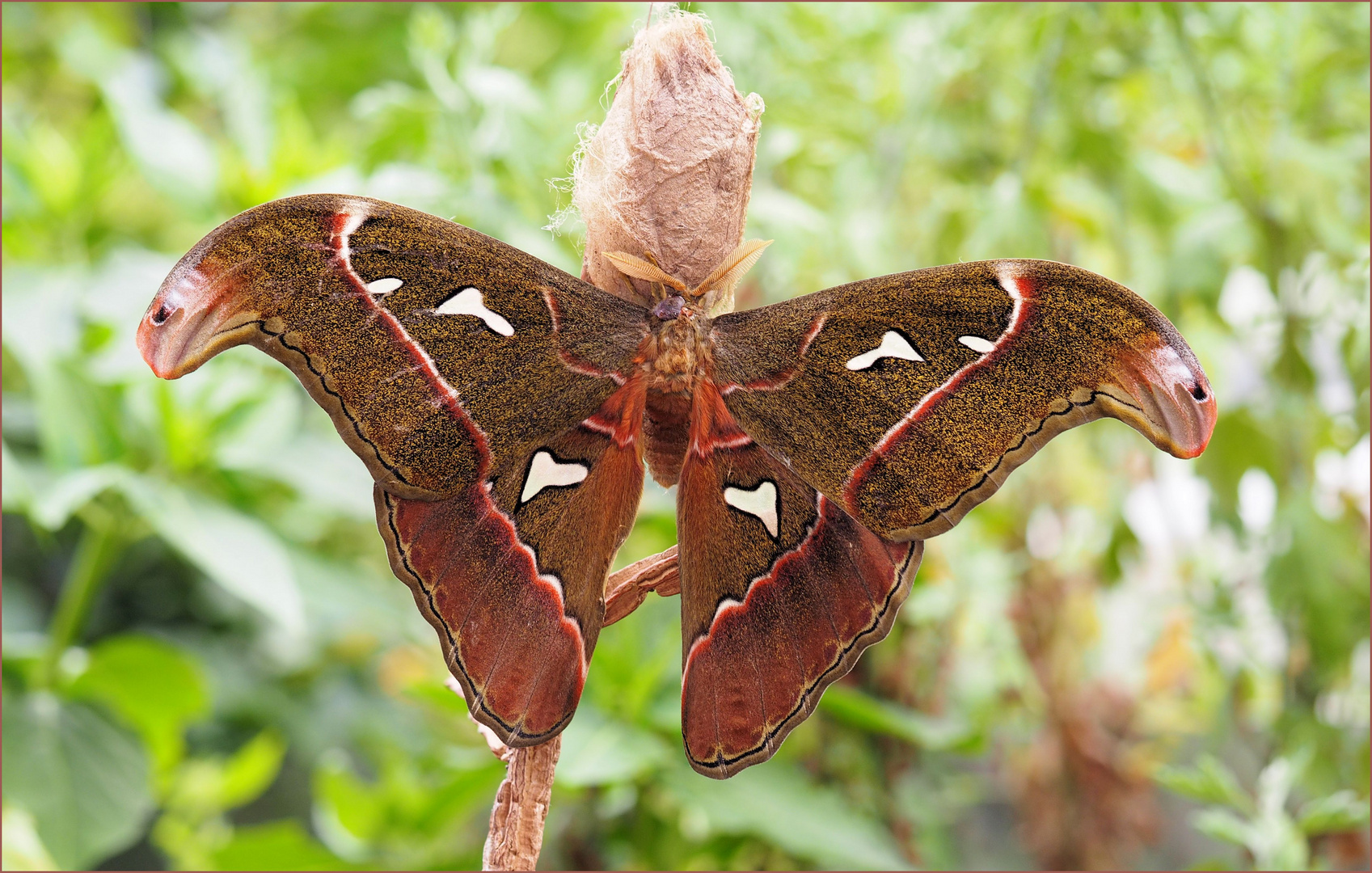 Attacus caesar Foto & Bild | natur, tiere, haustiere Bilder auf ...
