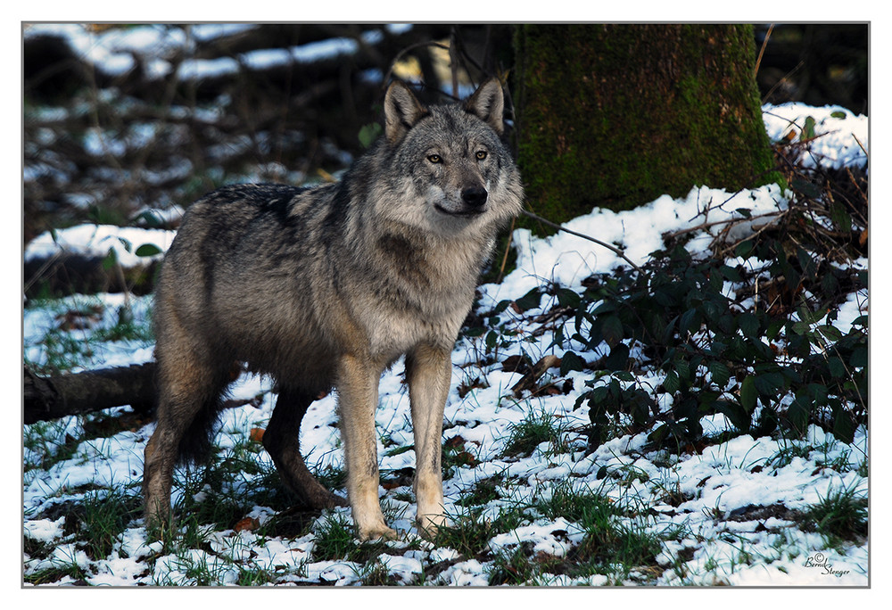 Attila Foto & Bild | tiere, zoo, wildpark & falknerei, säugetiere ...