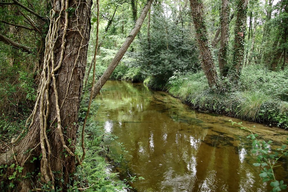 Au bord du ruisseau ! photo et image | animations photographiques ...