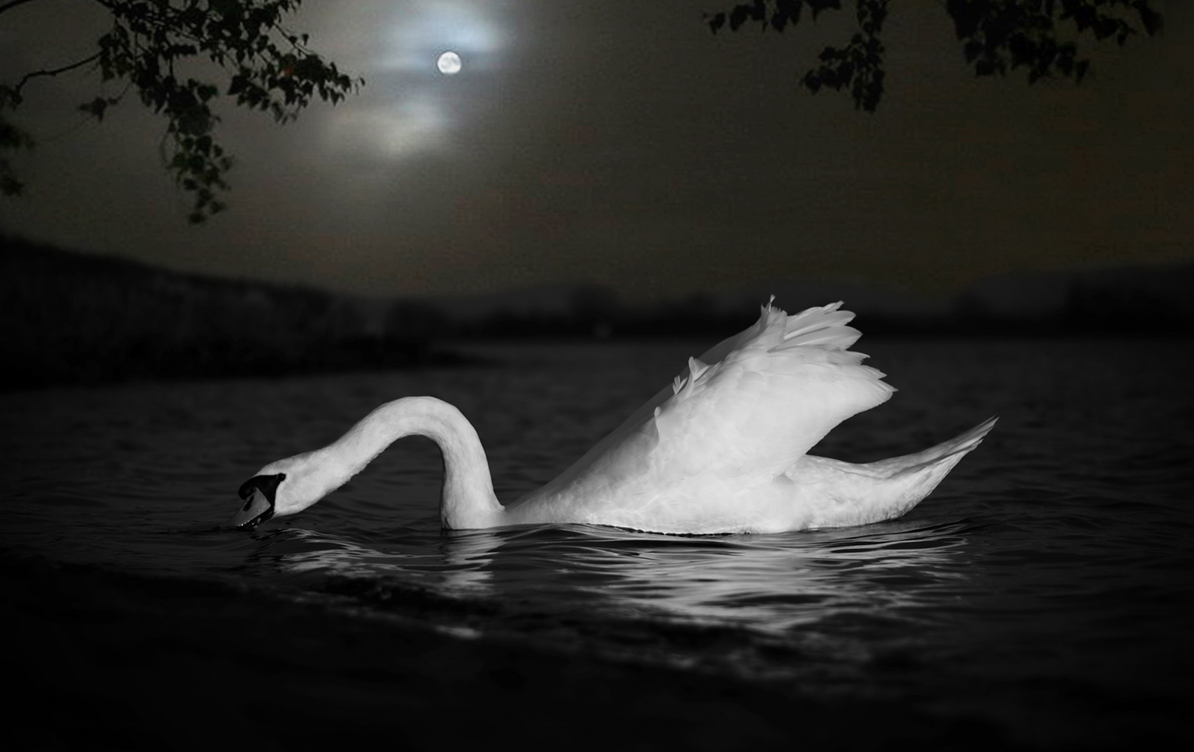 Au clair de lune... photo et image | animaux, animaux sauvages, oiseaux ...