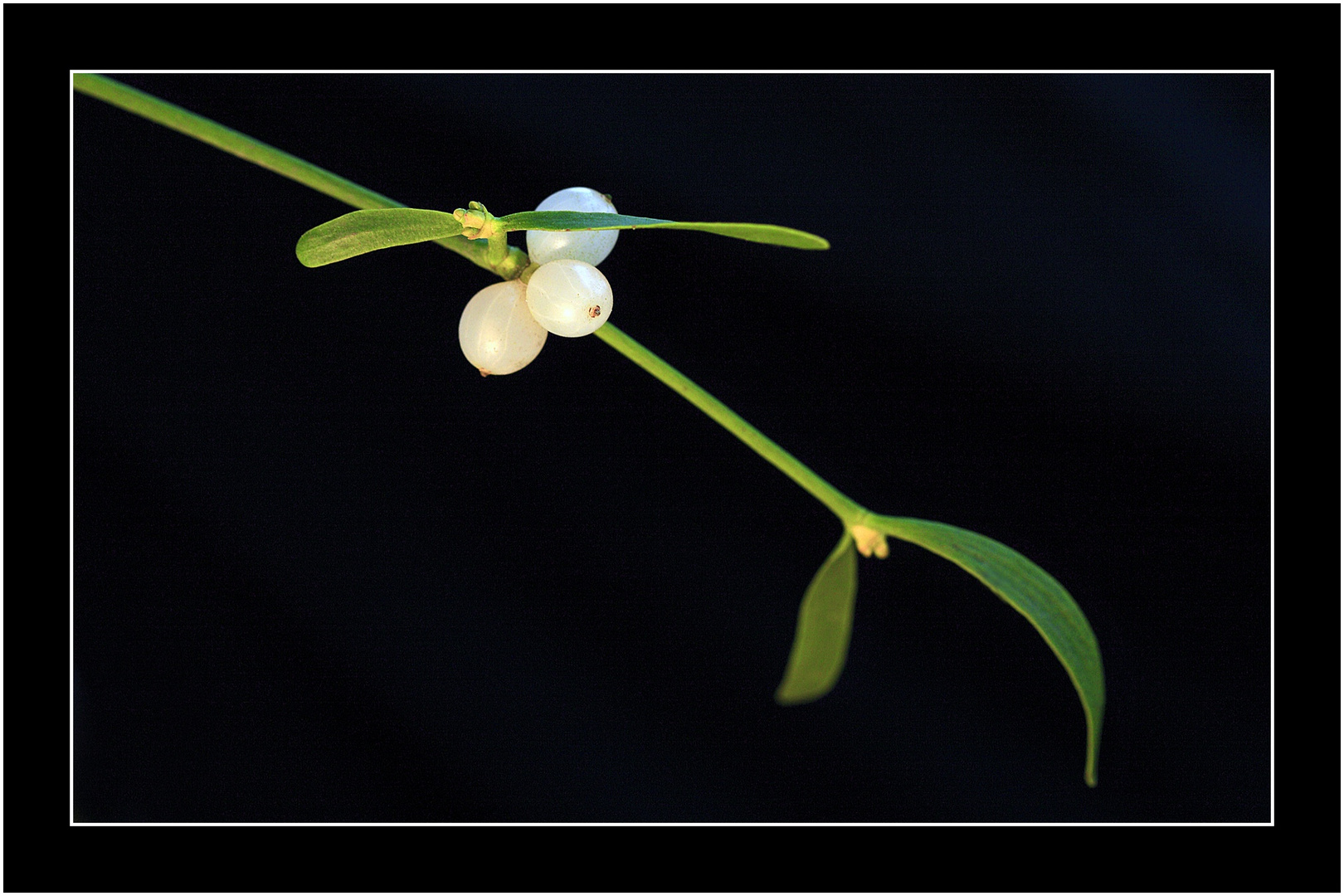 Au Gui l'an neuf ! photo et image | fleurs, fleurs , nature Images ...