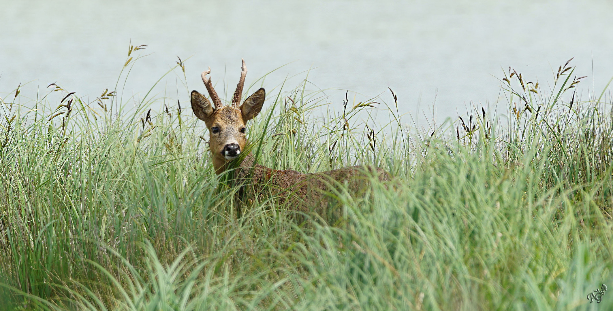 Au milieu des herbes, le brocard.... photo et image | nature, animaux ...