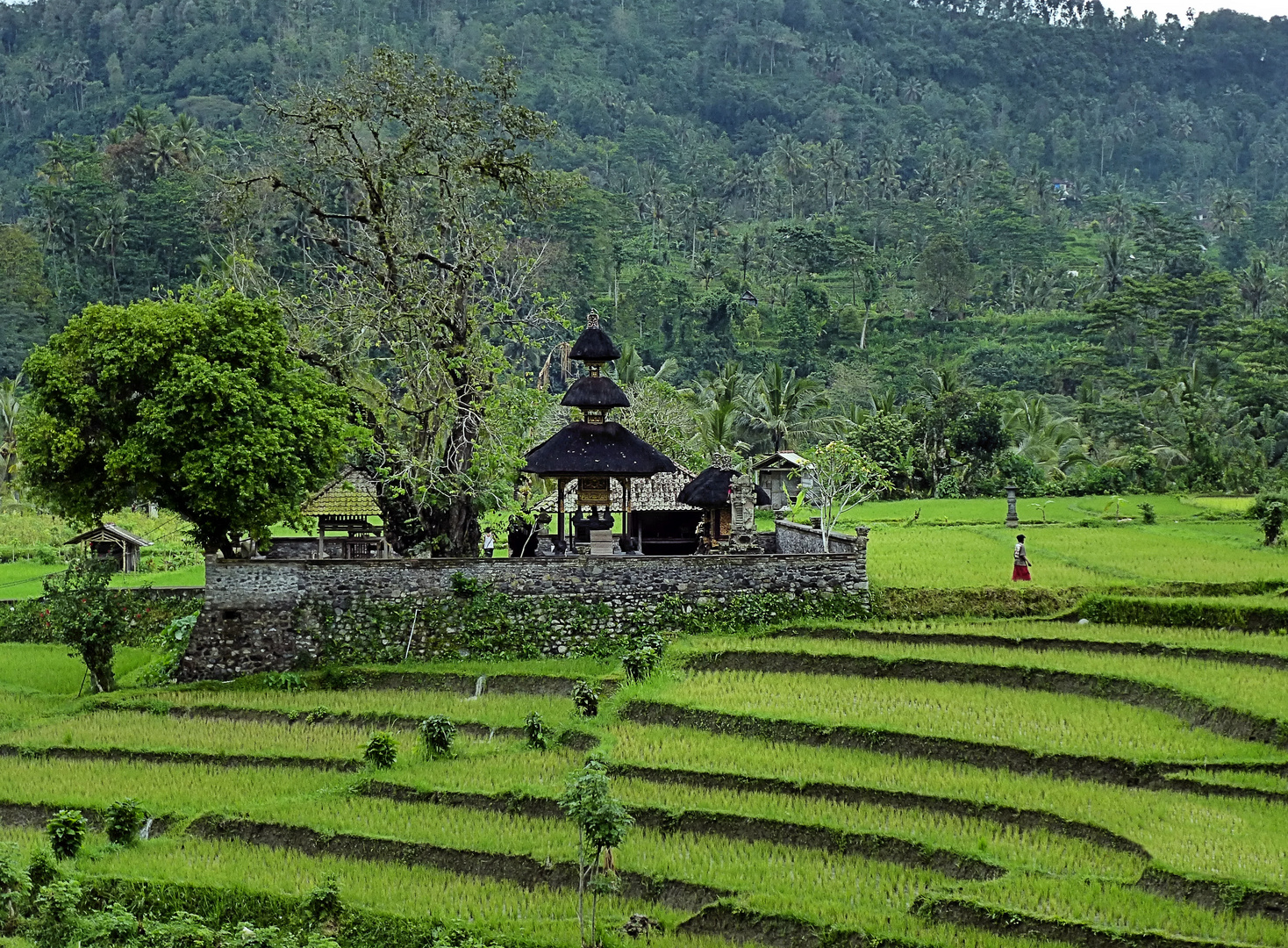 au milieu des rizieres photo et image | asia, indonesia, southeast asia ...