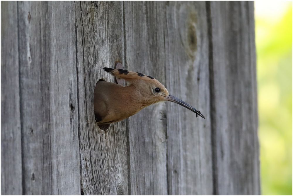 Au nichoir photo et image | animaux, animaux sauvages, oiseaux Images ...