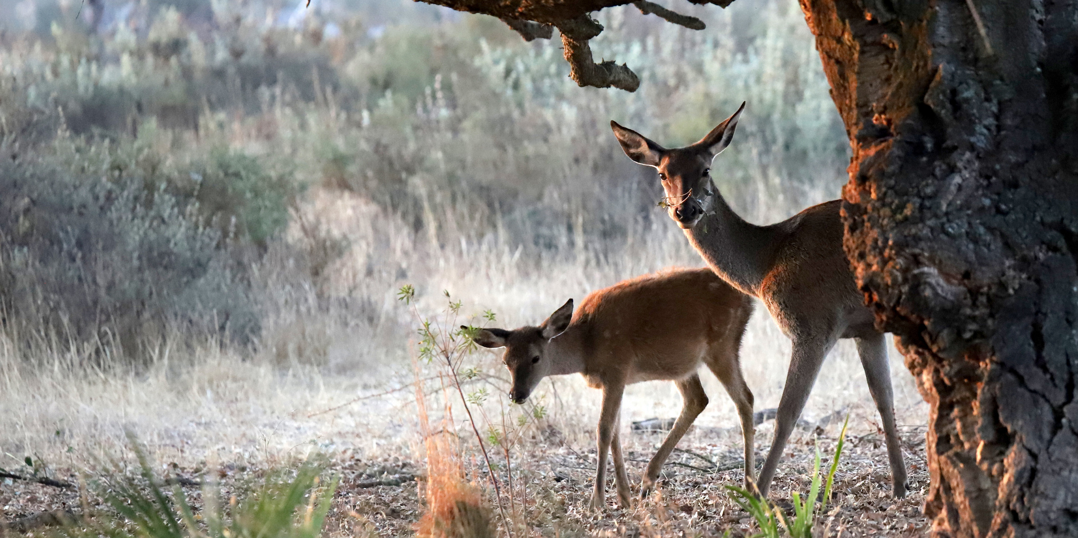 au petit matin photo et image | europe, spain, andalusien Images ...
