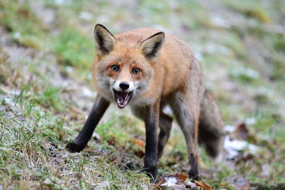 Auch 2020 ist wieder ein Jahr mit Füchsen! Foto & Bild | winter, natur ...
