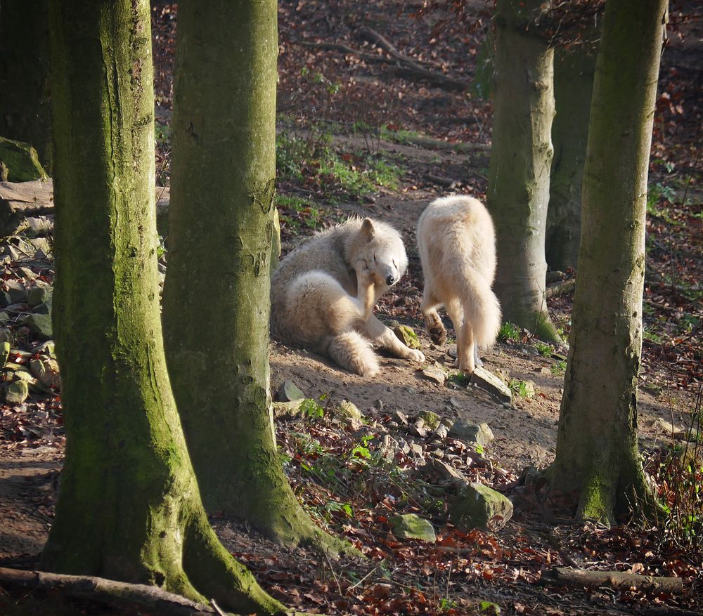 auch bei Spaziergängen... Foto & Bild | tiere, zoo, wildpark ...