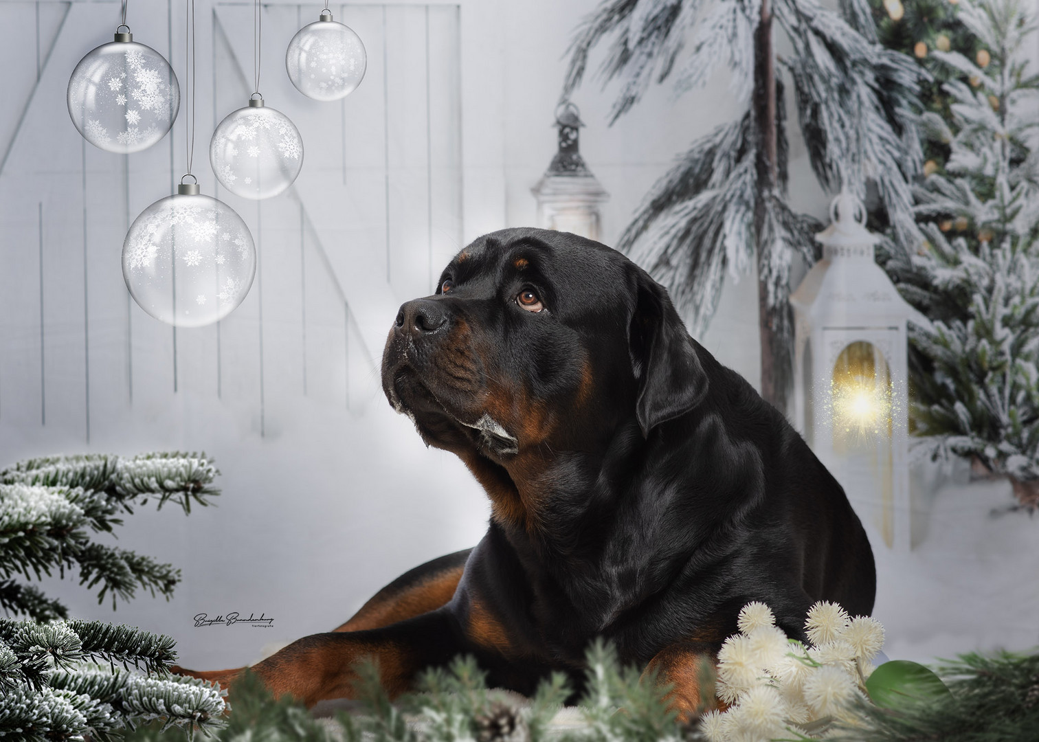 Auch Bruno fragt sich ob er brav genug war! Foto & Bild | tiere ...