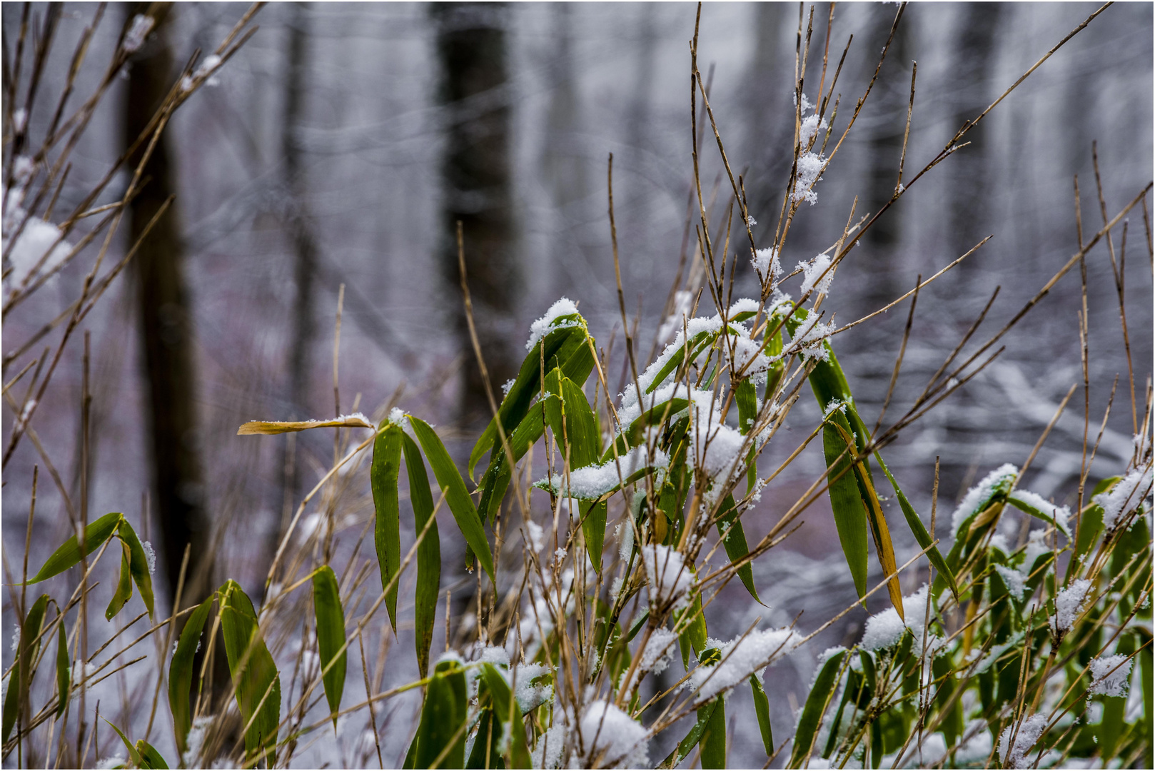 auch das findet sich im winterlichen Wald ... Foto & Bild | pflanzen ...