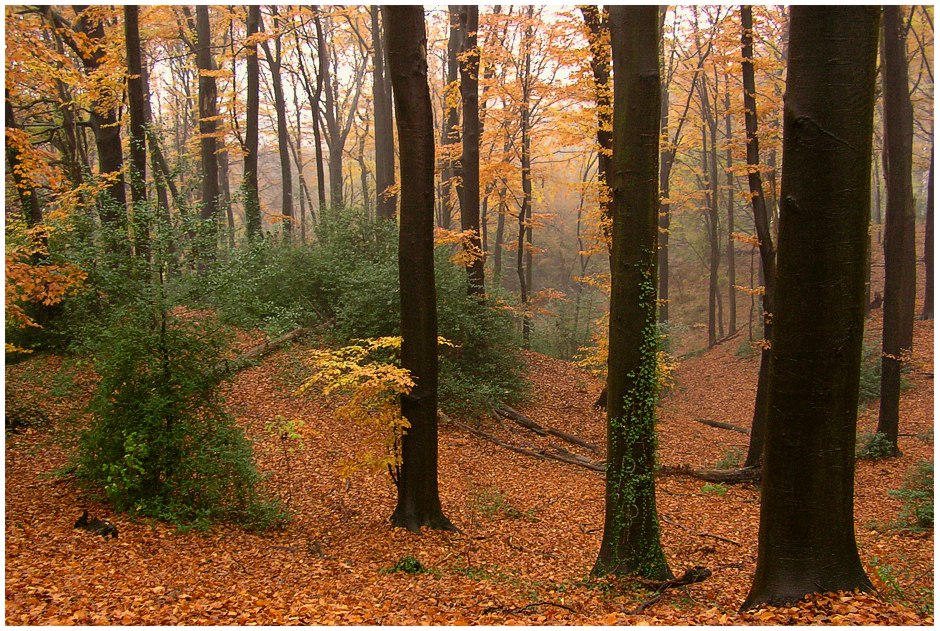 Auch das ist November Foto & Bild | 11 04 herbst, archiv projekte ...