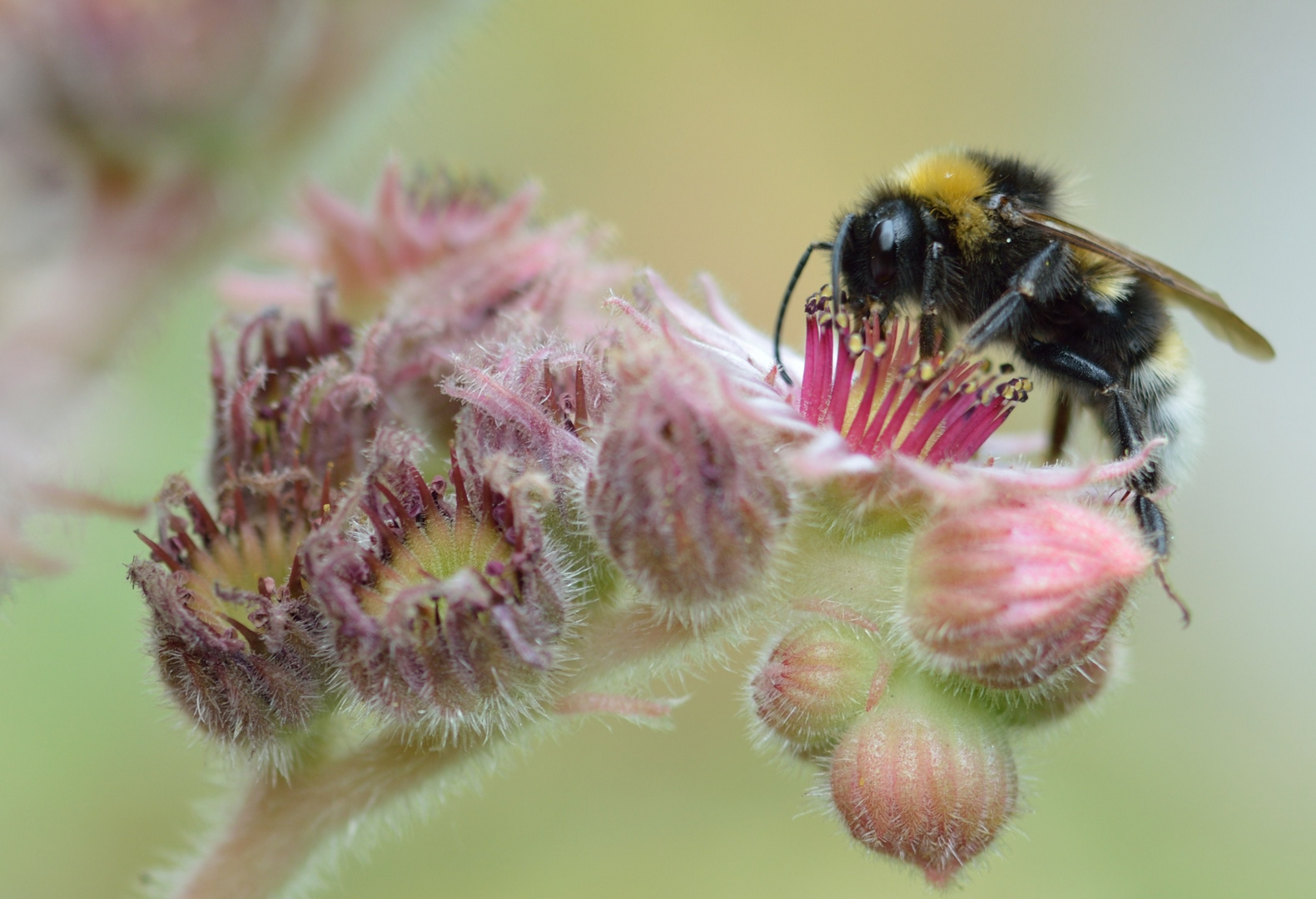 auch den Hummeln Foto & Bild | tiere, wildlife, insekten Bilder auf ...