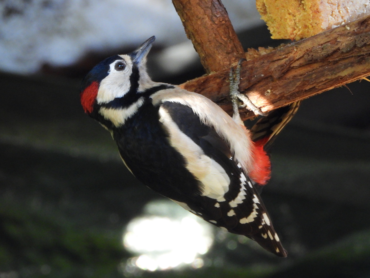 Auch der Buntspecht Foto & Bild | tiere, wildlife, wild lebende vögel ...