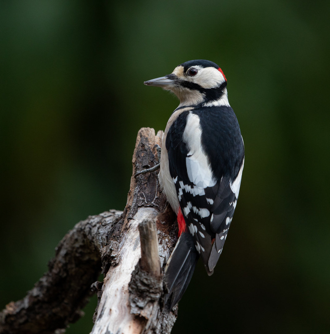 Auch der Buntspecht ... Foto & Bild | tiere, wildlife, wildlife luder ...