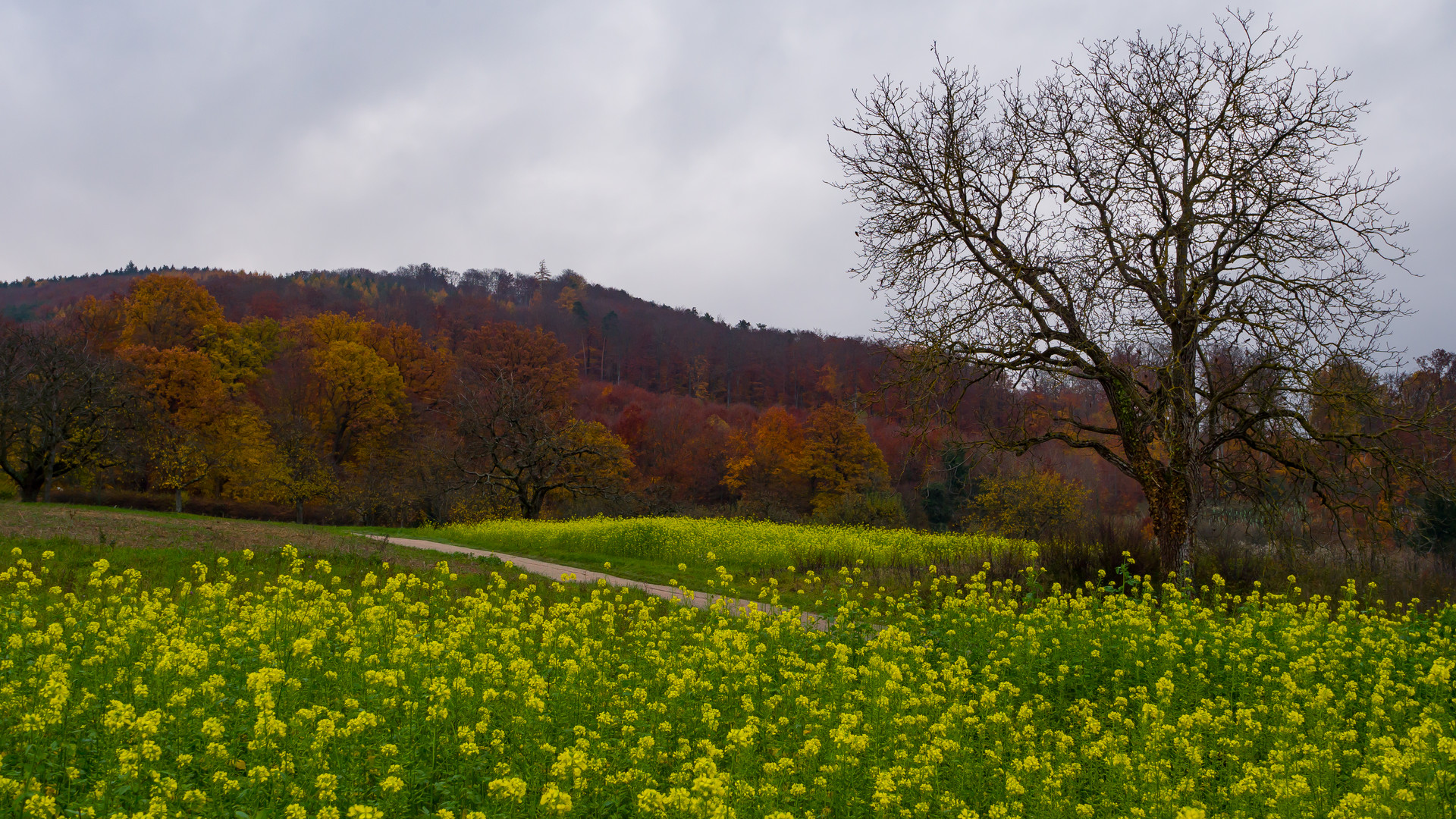 Auch der Dezember gibt noch seinen Senf dazu Foto & Bild | landschaft ...