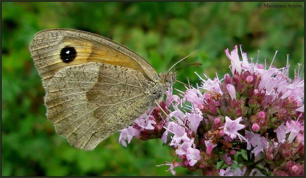 Auch der Falter... Foto & Bild | natur, insekten, tiere Bilder auf ...