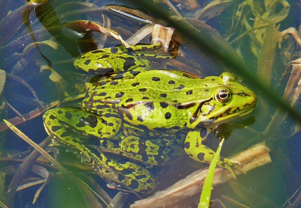 Auch der Frosch genießt die jetzt höheren Temperaturen Foto & Bild ...