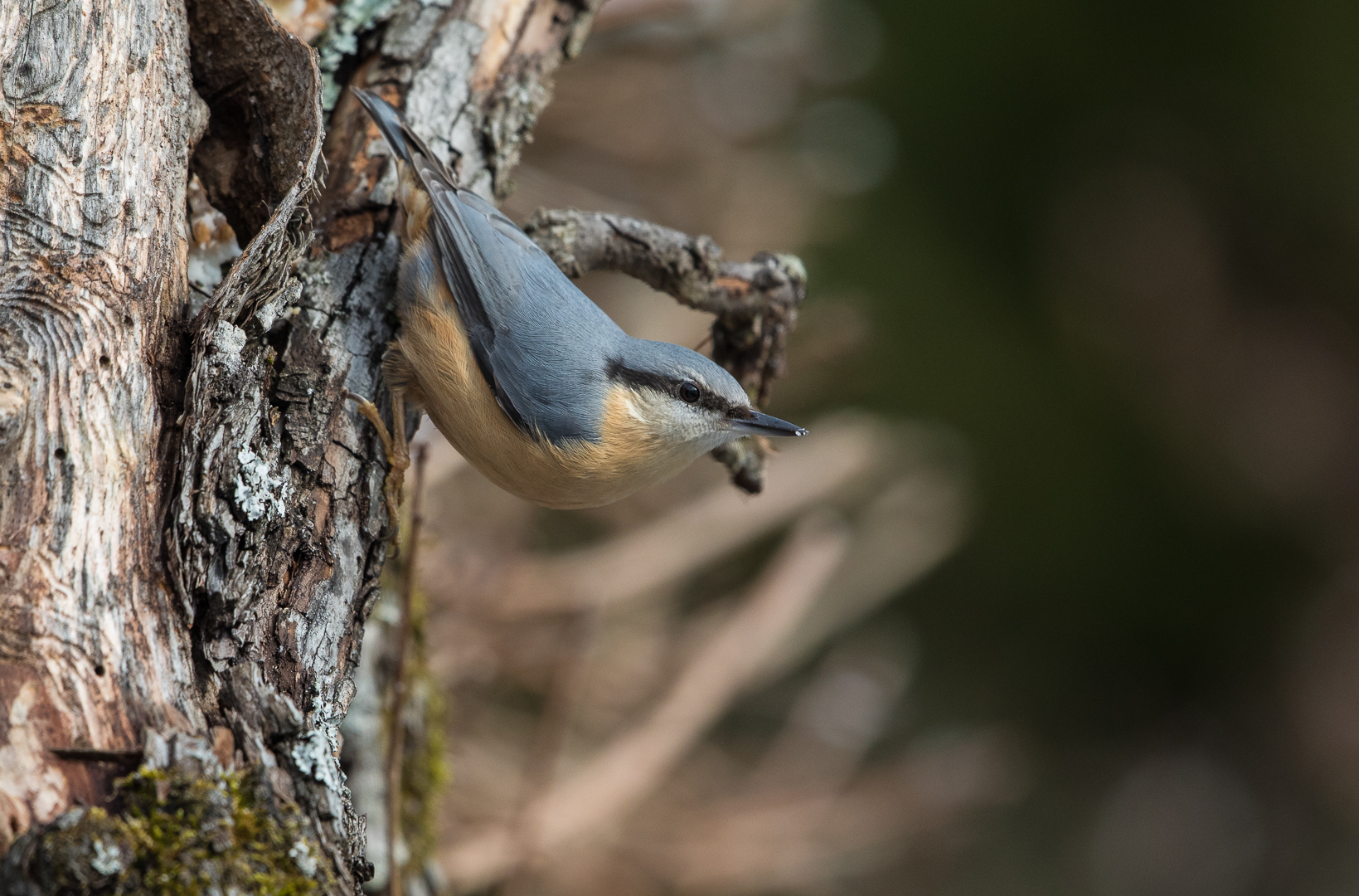 Auch der Kleiber ... Foto & Bild | tiere, wildlife, wildlife luder ...