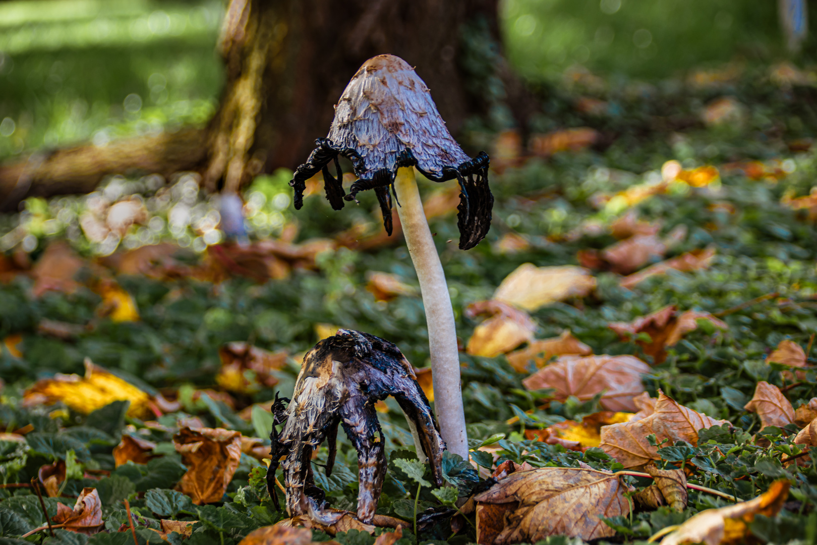 Auch der Pilz hat ein Ende Foto & Bild | monatswettbewerbe, archiv ...