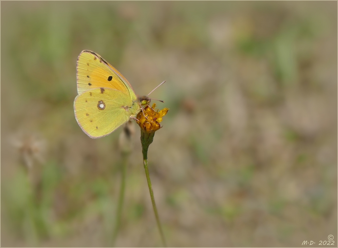Auch der Postillon ... Foto & Bild | fotos, natur, insekten Bilder auf ...