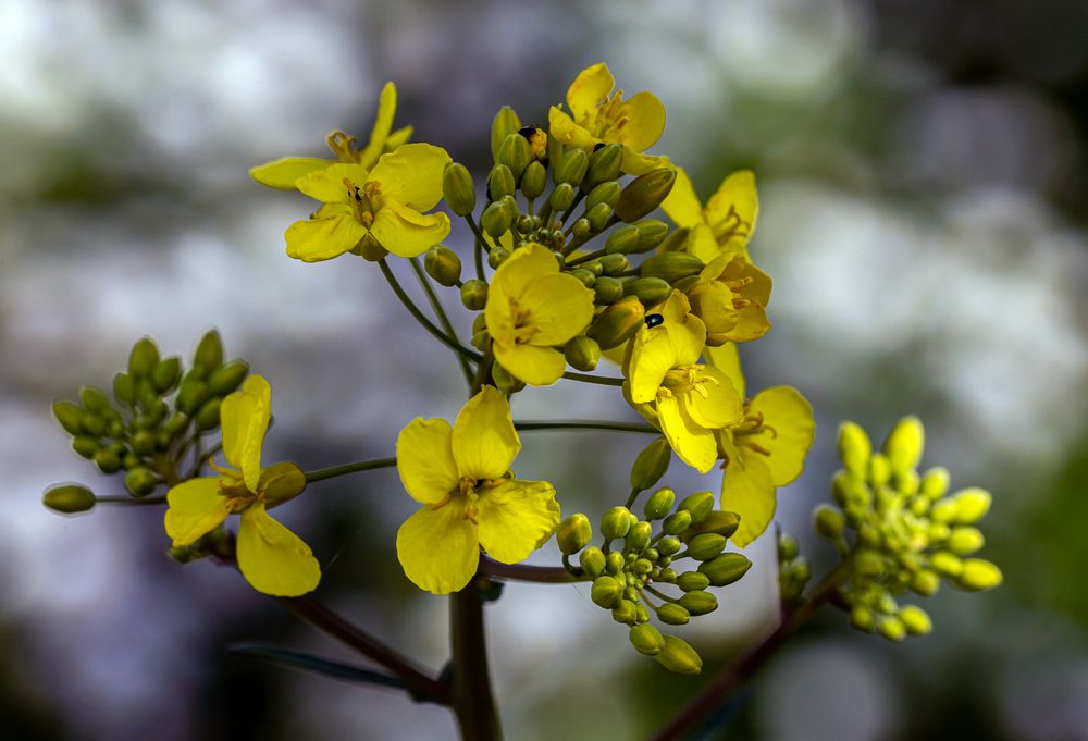 Auch der Raps Foto & Bild | frühling, natur, nahaufnahme Bilder auf ...