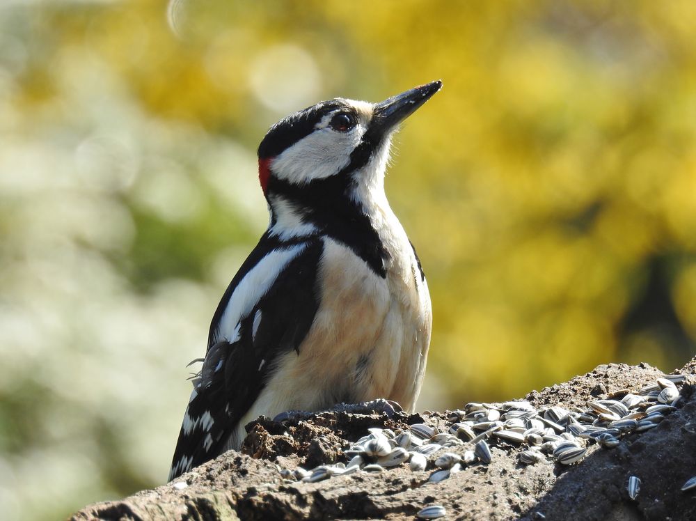 Auch die Buntspechte....... Foto & Bild | tiere, wildlife, wild lebende ...