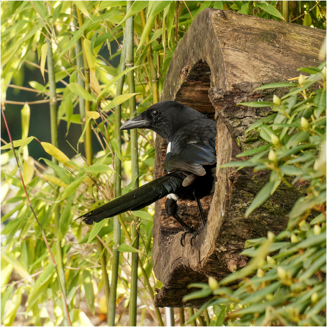 auch die Elster ..... Foto & Bild | tiere, wildlife, wild lebende vögel ...