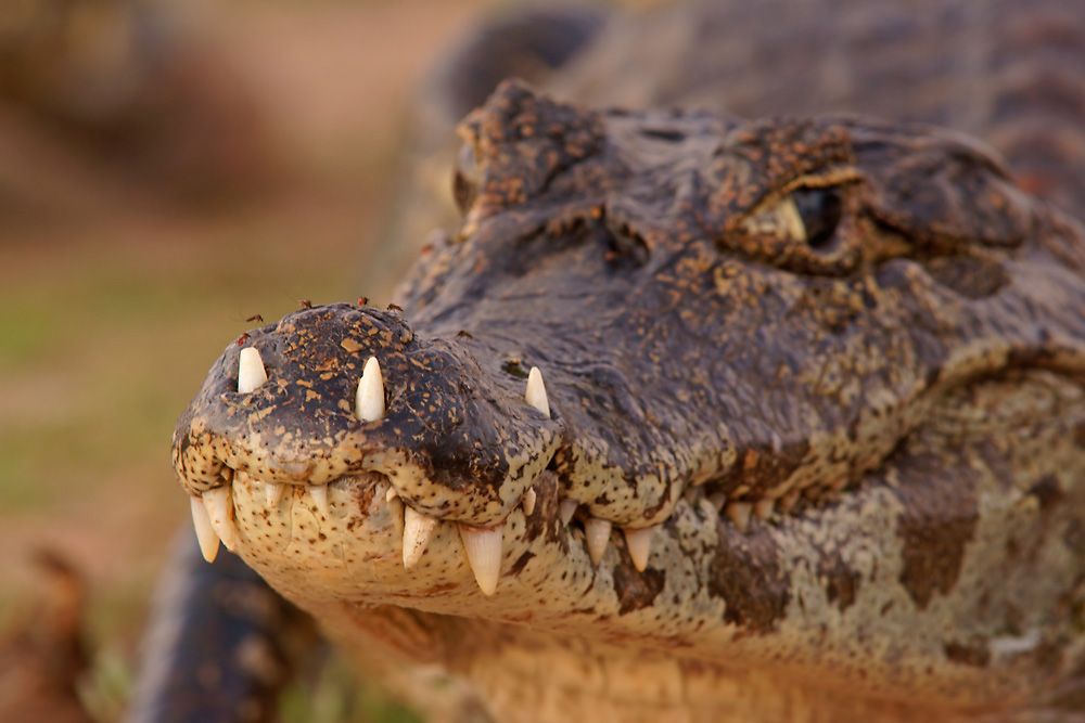 Auch die Kaimane ... Foto & Bild | tiere, wildlife, amphibien ...