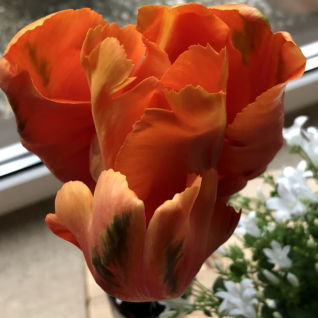 auch dies ist eine TULPE Foto & Bild | pflanzen, pilze & flechten, blüten- & kleinpflanzen ...