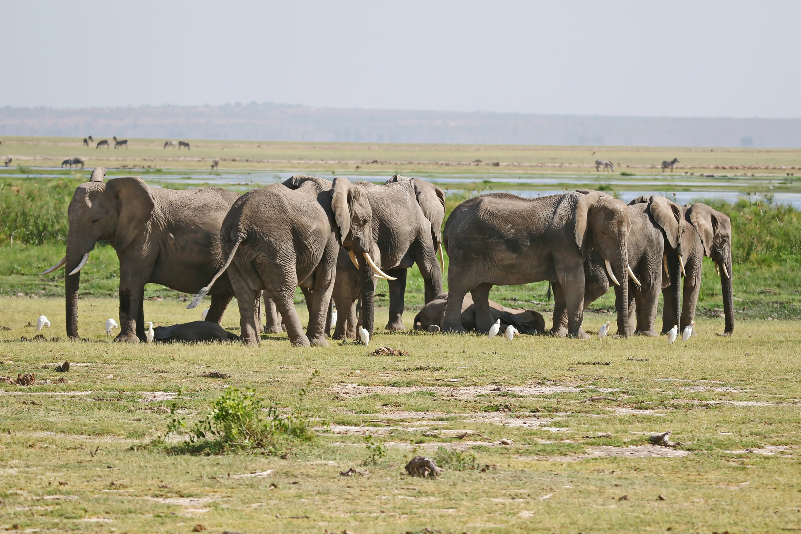 auch diese Herde Foto & Bild | natur, afrika, tiere Bilder auf ...